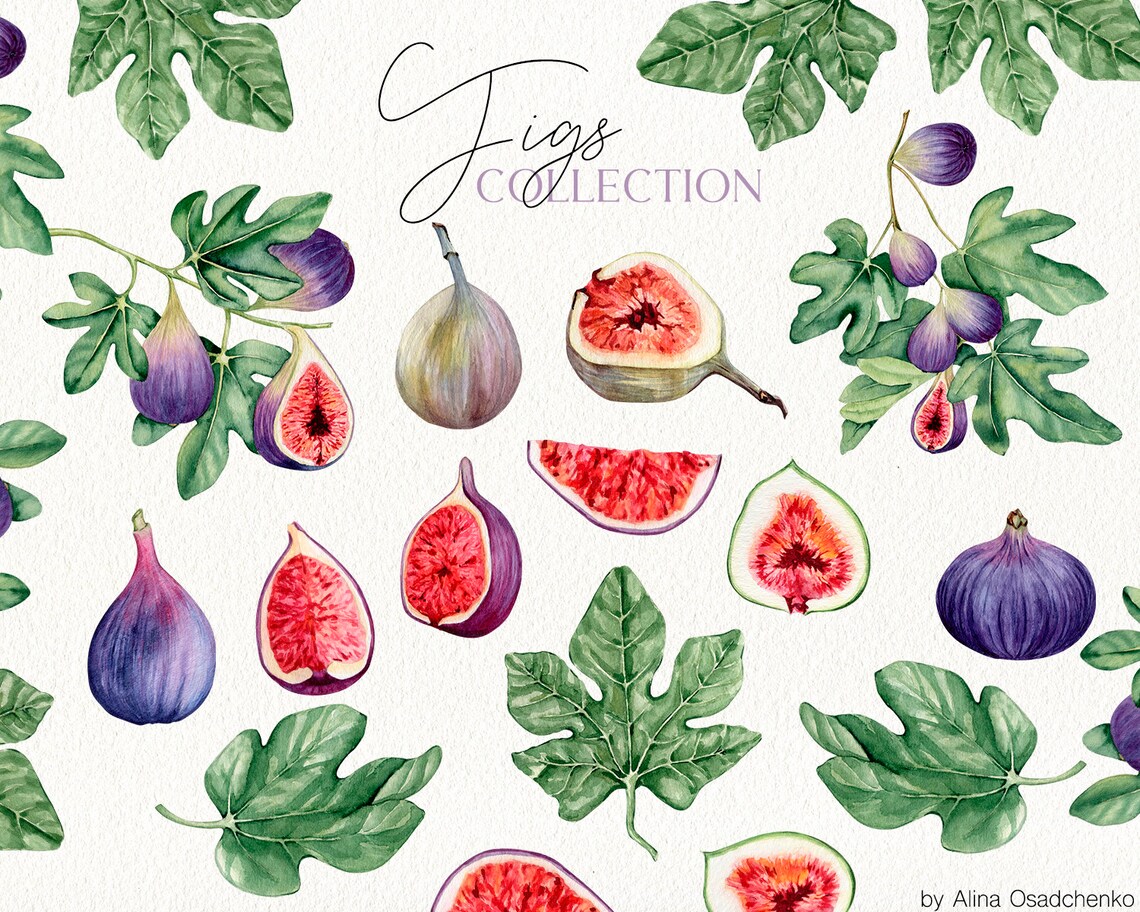 Watercolor Figs Illustration Clipart. Watercolor Fruit Png - Etsy