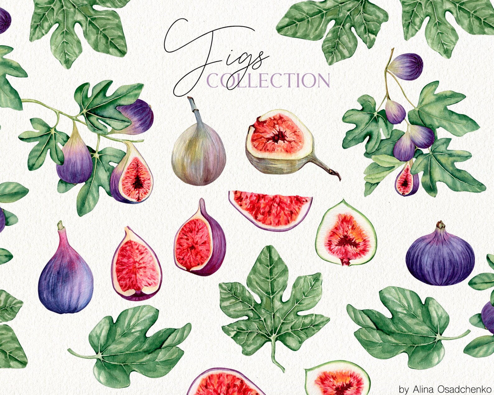 Watercolor Figs Illustration Clipart. Watercolor Fruit Png - Etsy