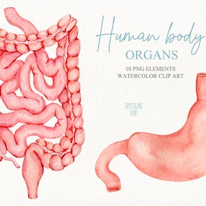 Watercolor Human Body Organs Clipart Watercolor Human Anatomy Body ...