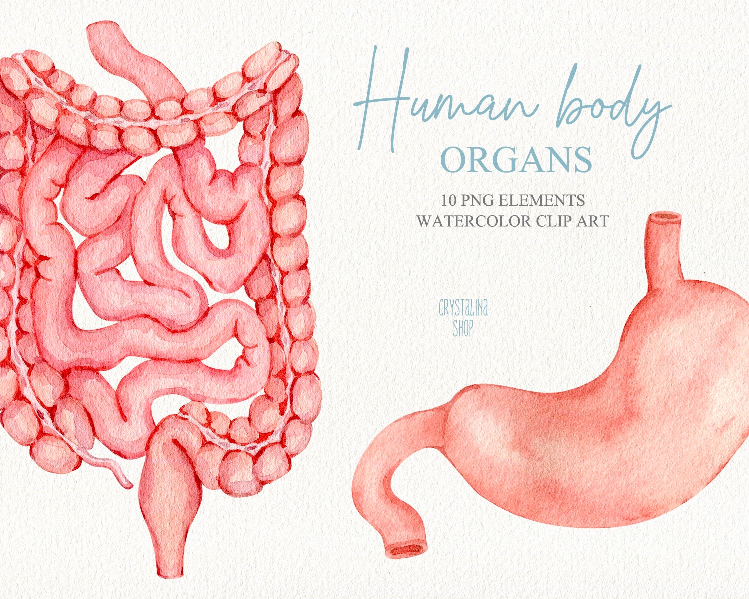 Watercolor Human Body Organs Clipart Watercolor Human Anatomy | Etsy
