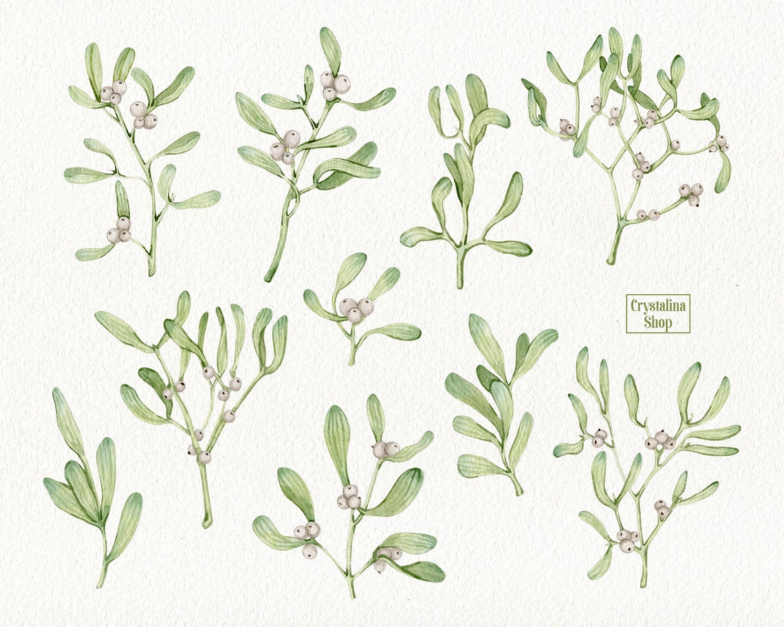 Watercolor Mistletoe Clipart for Scrapbooking Winter Mistletoe - Etsy