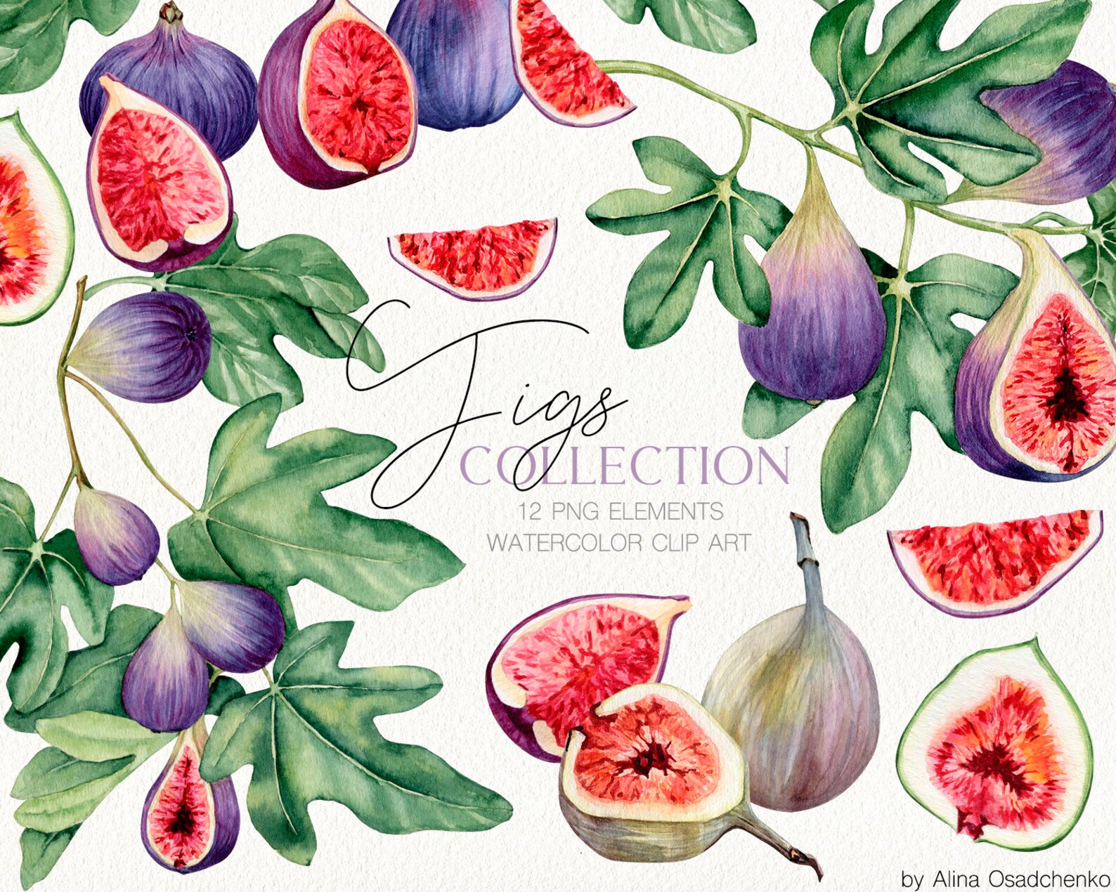 Watercolor Figs Illustration Clipart. Watercolor Fruit Png - Etsy