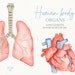 Watercolor Human Body Organs Clipart Watercolor Human Anatomy Body ...