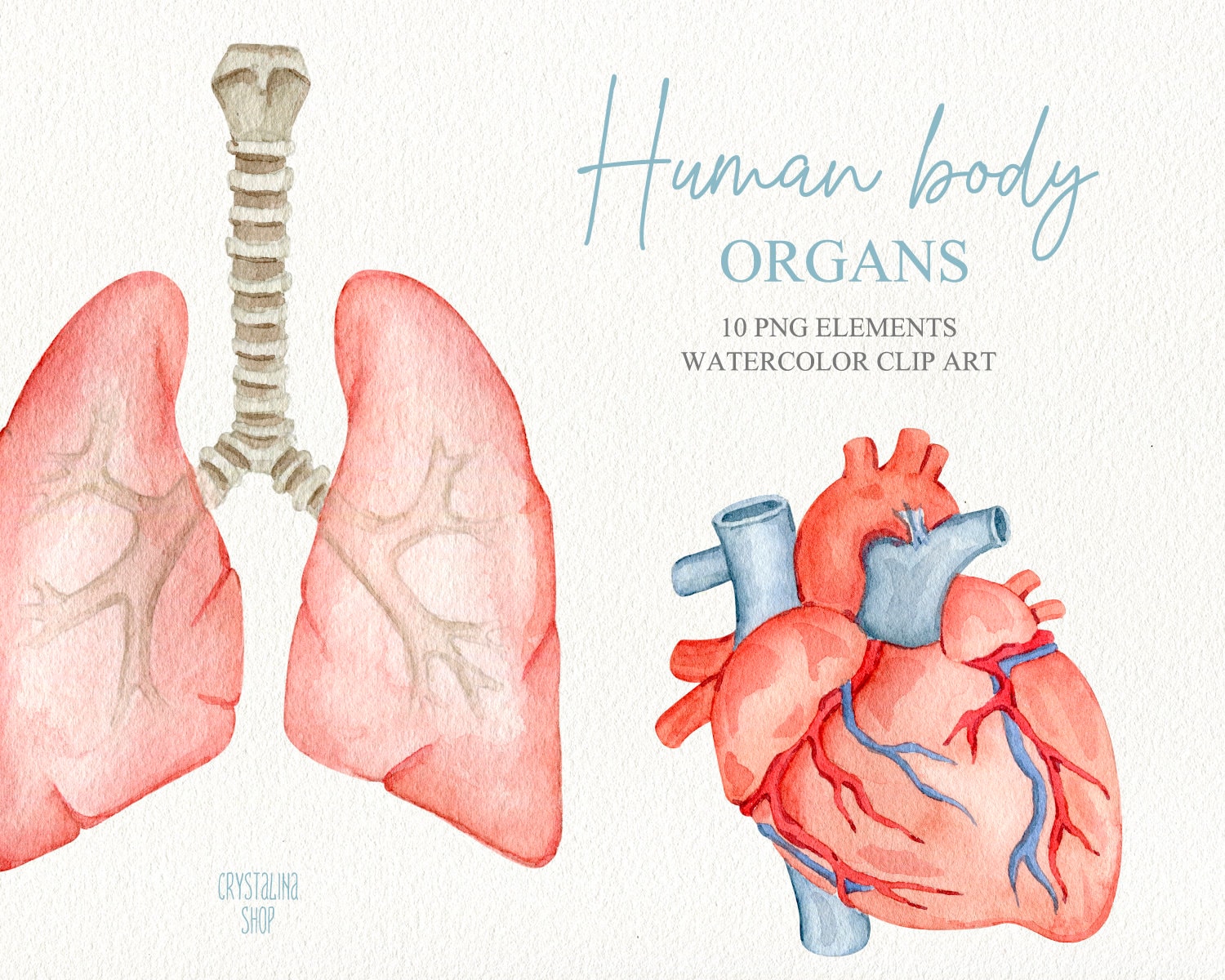Watercolor Human Body Organs Clipart Watercolor Human Anatomy - Etsy UK