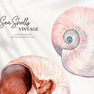 Watercolor Sea Shells Clip Art Vintage Collection Hand Drawn Summer ...