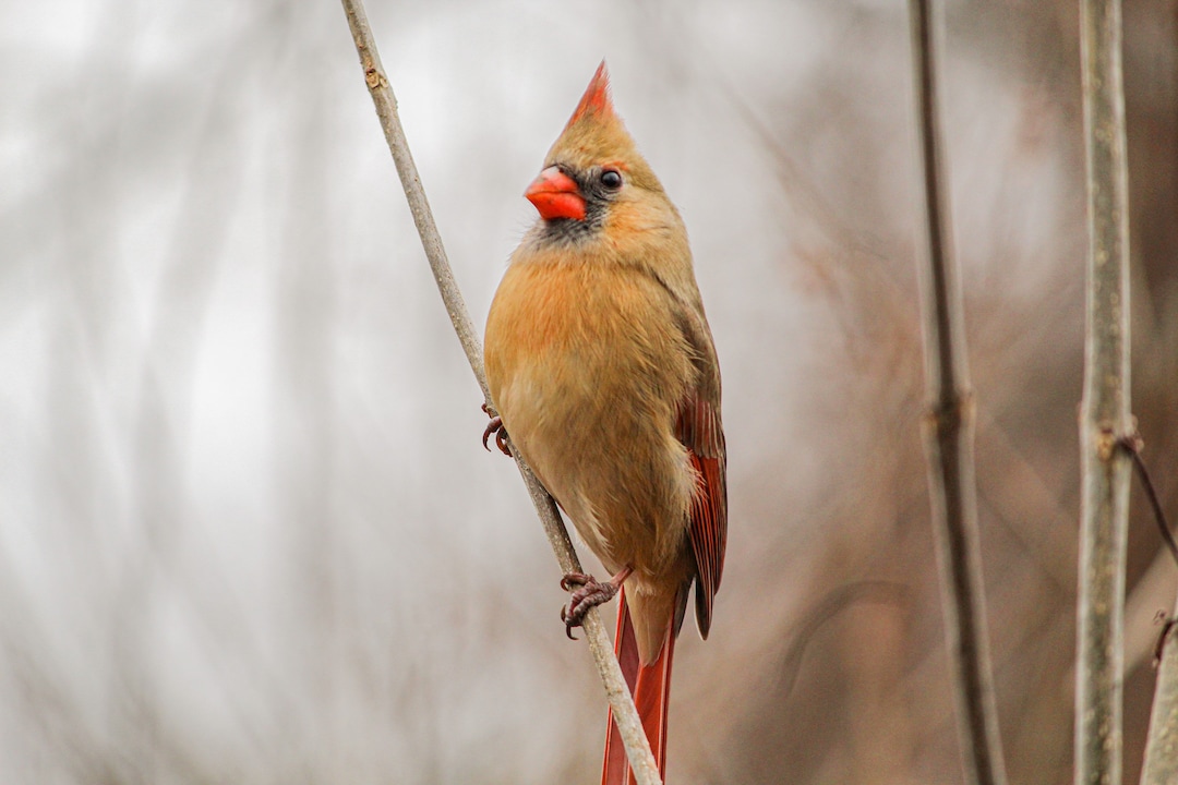 Female Cardinal - Etsy