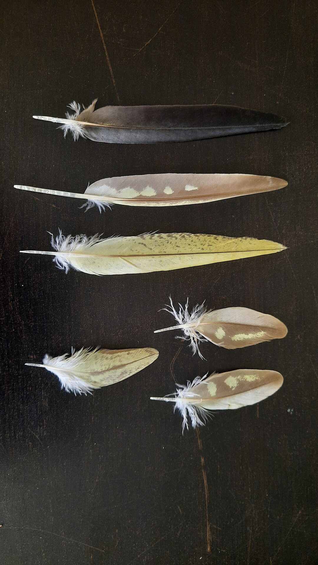 Cockatiel Feather - Etsy