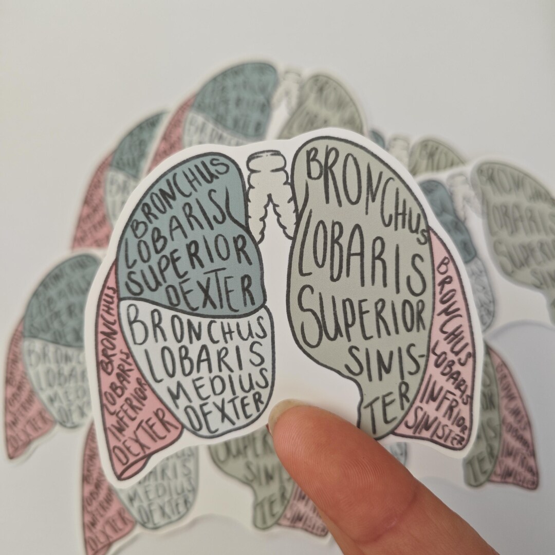 Sticker Anatomy of the Lung Medicine Speech Therapy Clinical ...
