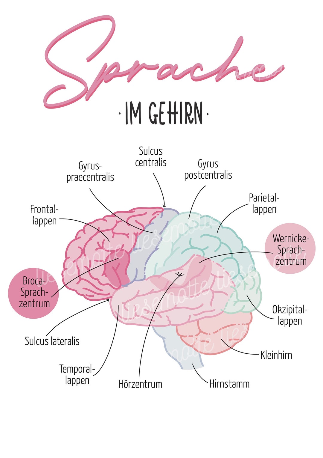 A4 Anatomy Poster Language in the Brain, Speech Therapy, Speech Therapy ...