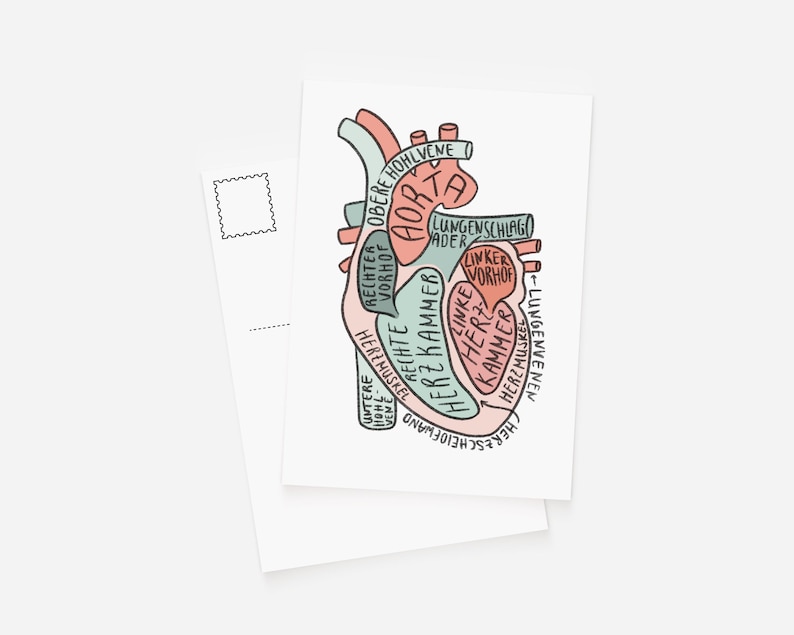 Postcard Anatomy of the Heart; Medicine MFA Medical Assistant Gift ...