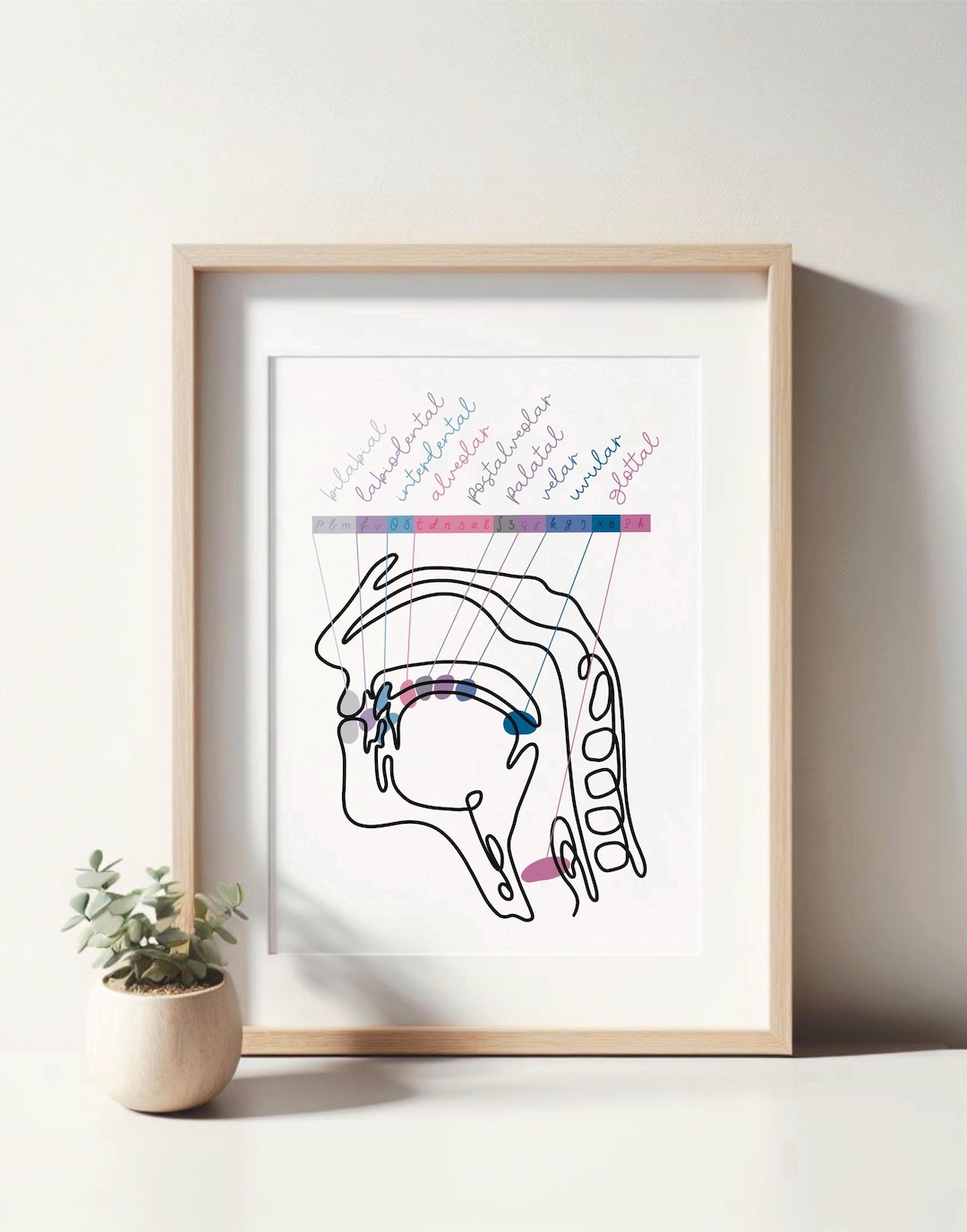 Poster of Places of Articulation Phonemes IPA Speech Therapy Clinical ...