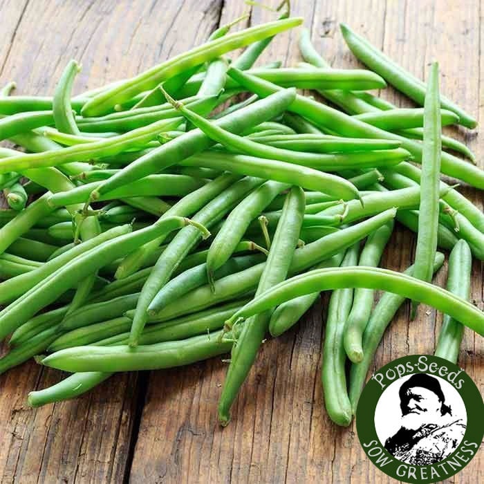 5 Heirloom Bean Seeds Green Beans Black Beans Pole Beans | Etsy