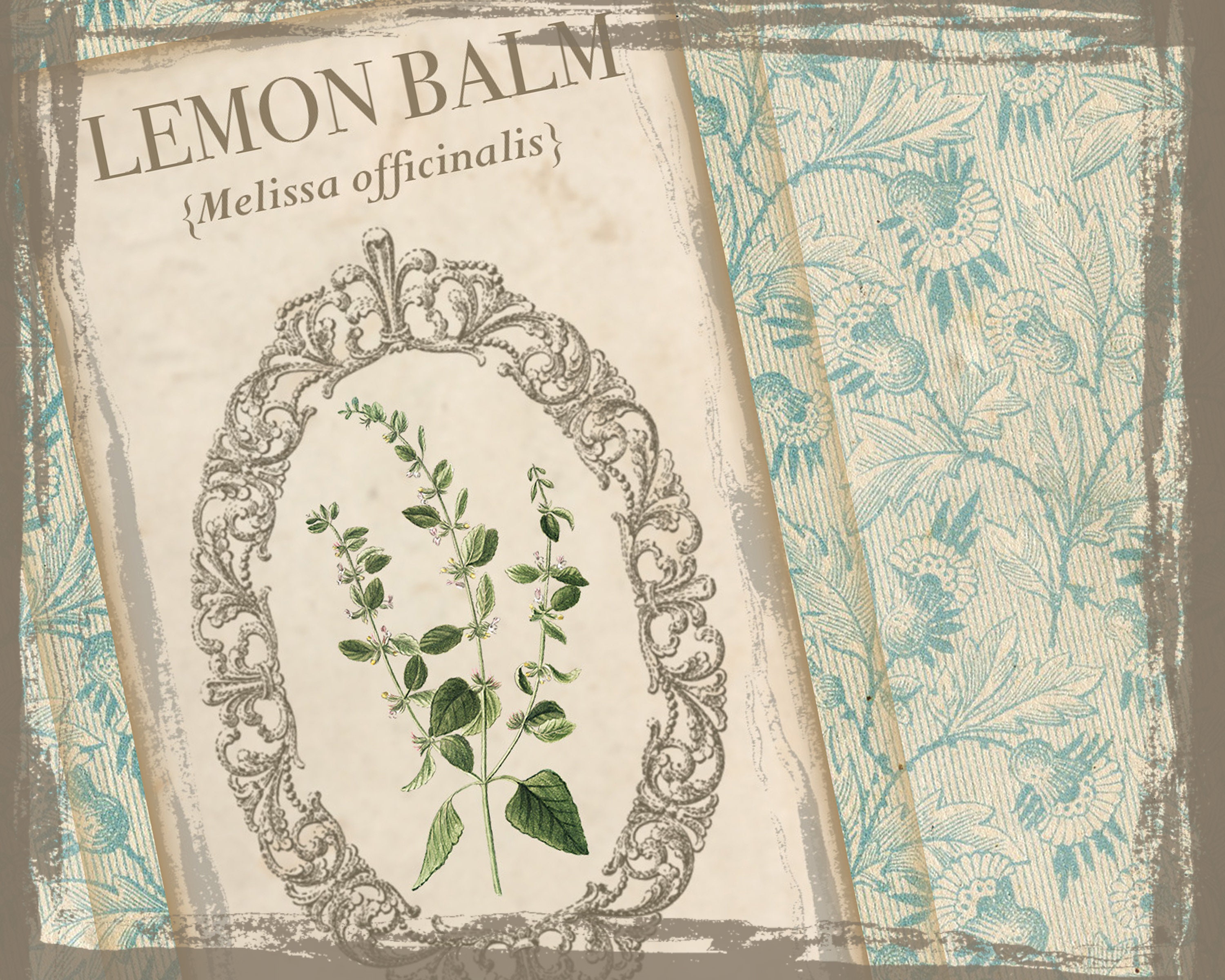 Digital Seed Packet Herbs Botanical Envelopes for Junk - Etsy