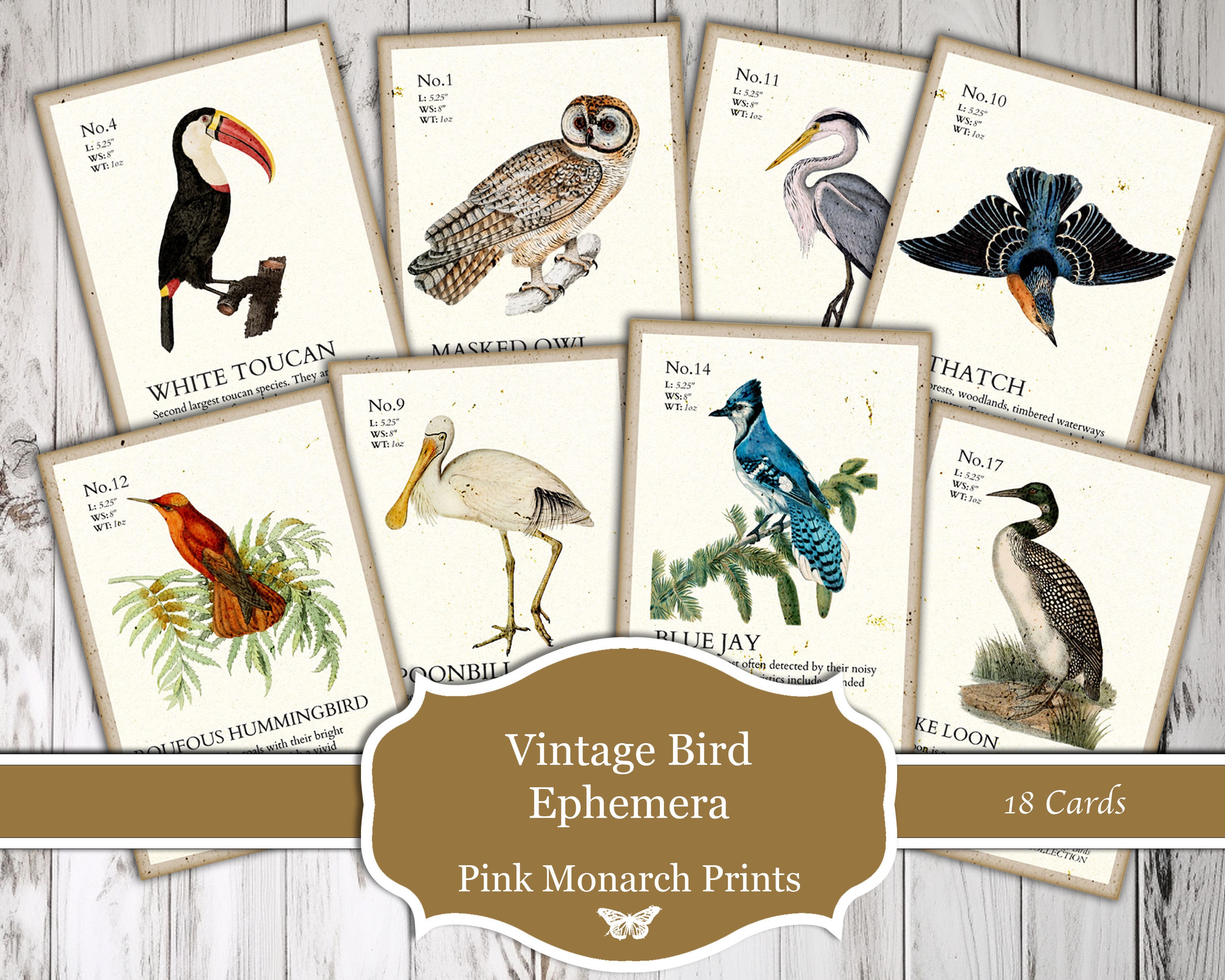 Vintage Bird Ephemera, Digital, Vintage, Bird Ephemera, Bird Cards ...