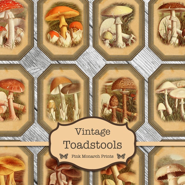 Toadstools Etsy