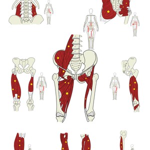 Lower Body - Trigger Point Chart - Muscle Anatomy Art - Chiropractic ...