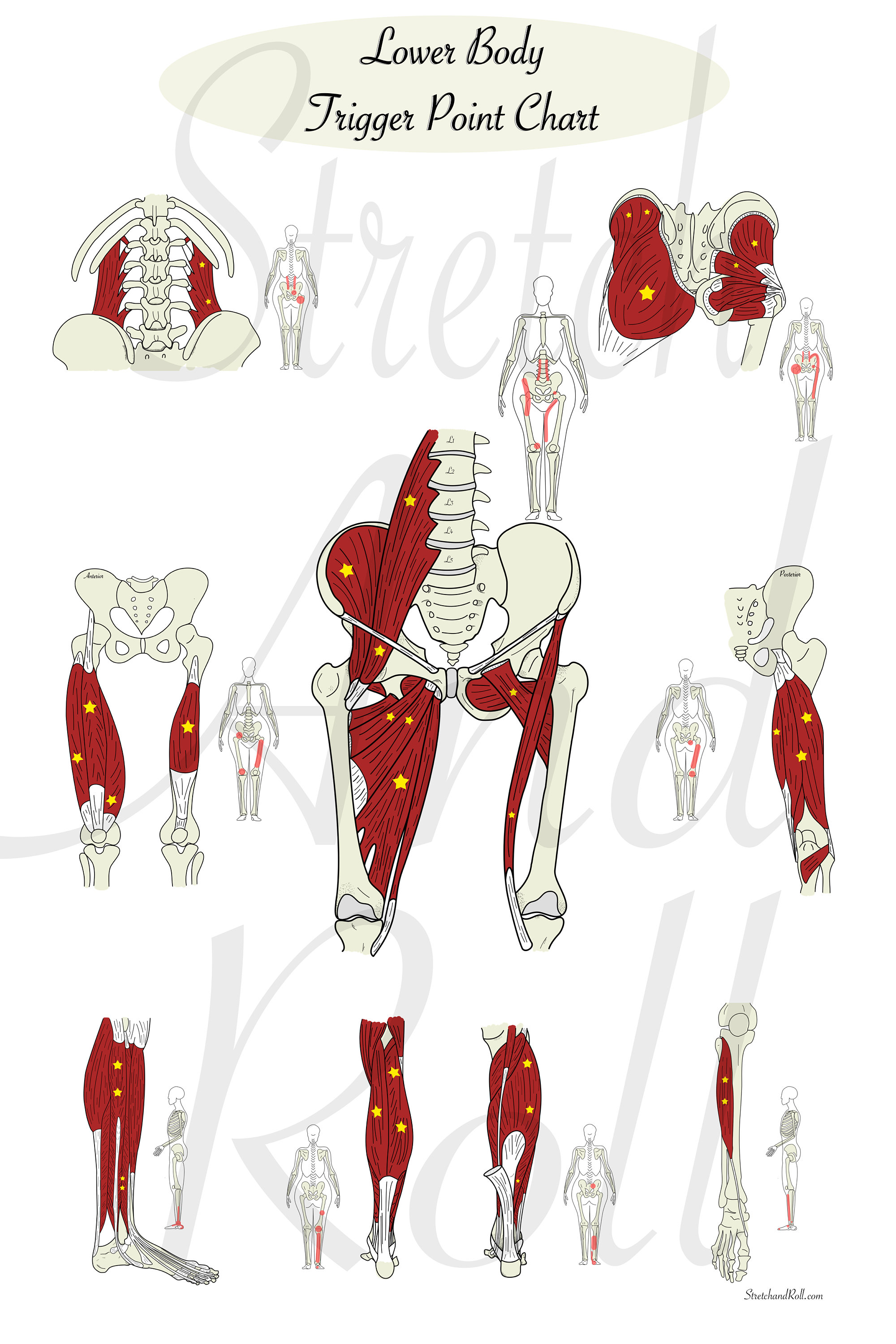 The Basics - Trigger Point Chart - Muscle Anatomy Art - Chiropractic ...