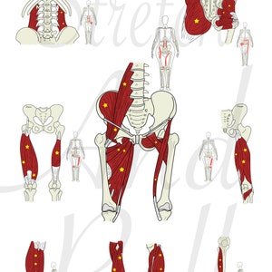 Lower Body - Trigger Point Chart - Muscle Anatomy Art - Chiropractic ...