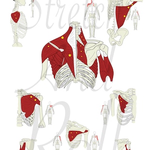 The Basics - Trigger Point Chart - Muscle Anatomy Art - Chiropractic ...
