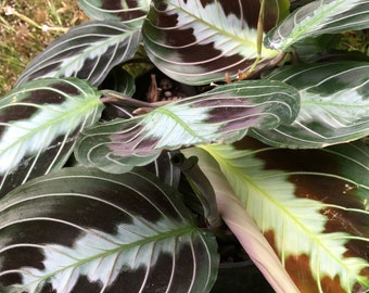 Black Maranta Prayer Plant - Etsy