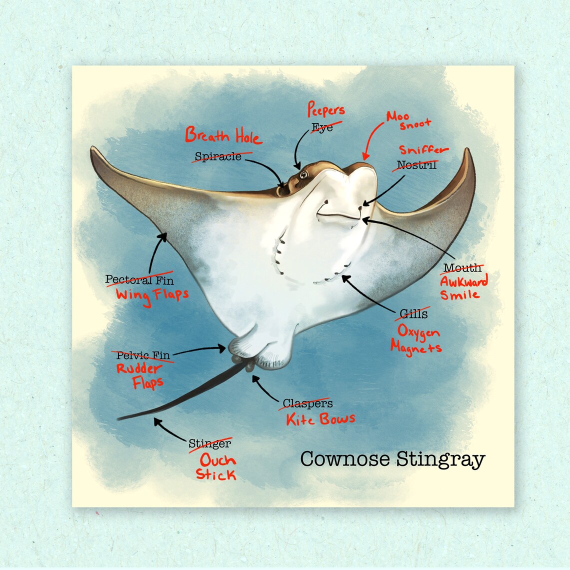 Anatomy Of A Sting Ray Etsy