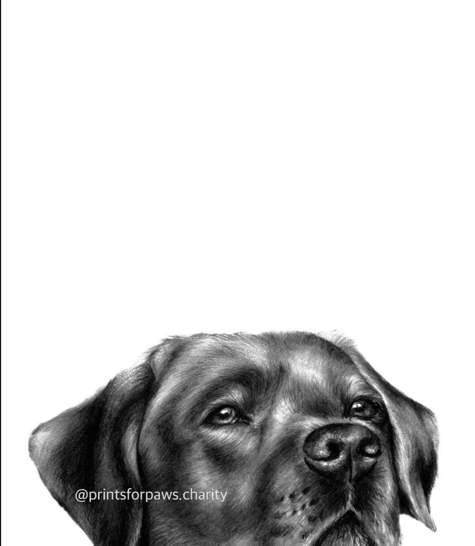 Labrador Print Graphite Pencil Digital Labrador Art | Etsy