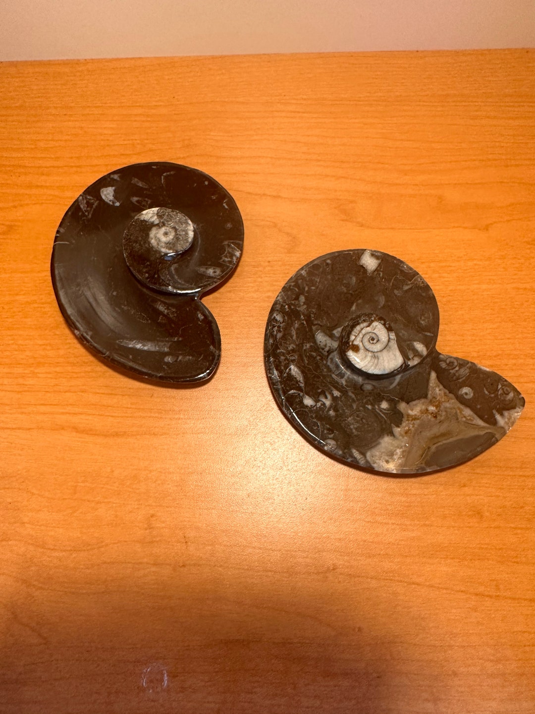 Goniatite Small Spiral Dish, Extinct Ammonite, Morocco - Etsy