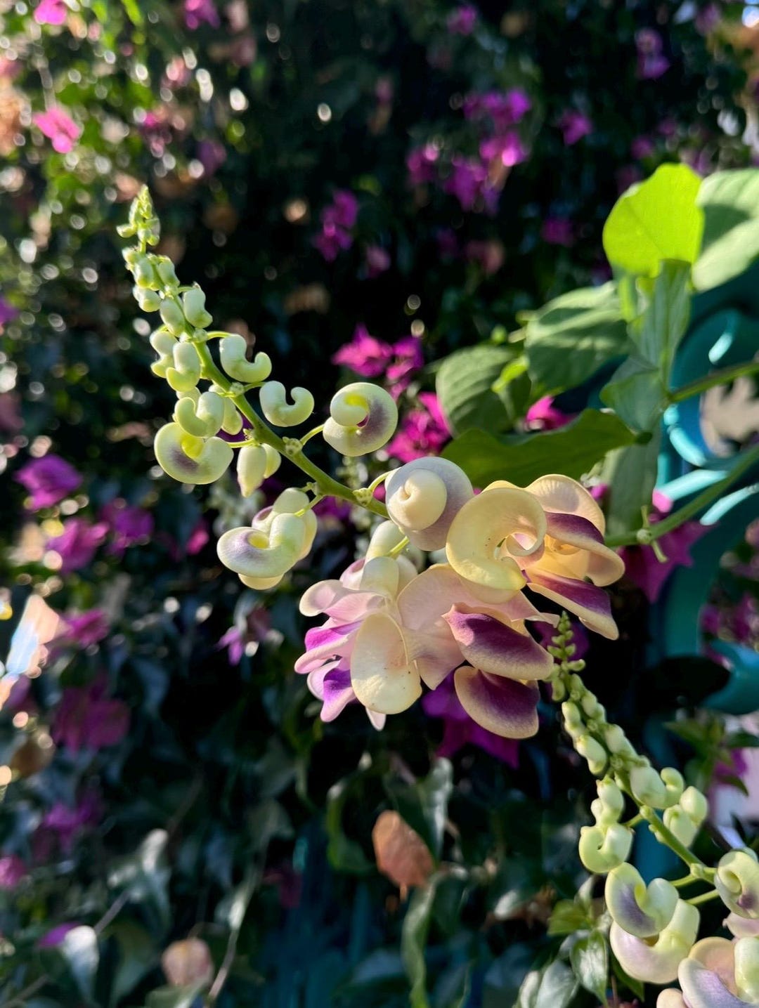 Corkscrew Vine Seeds (10 Seeds) - Etsy