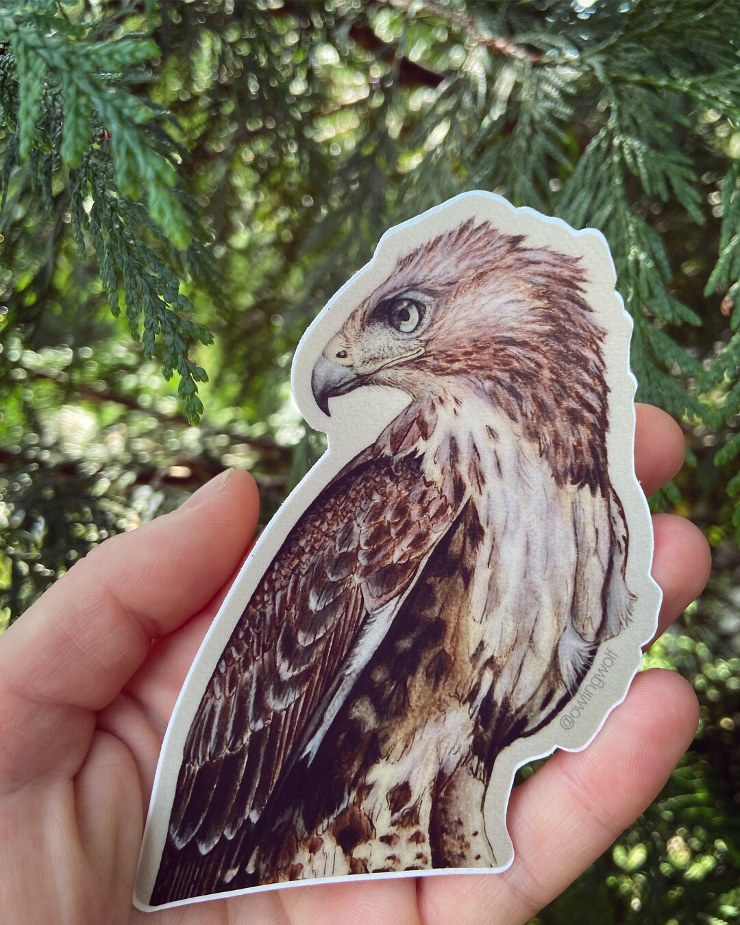 STICKER - Large Juvenile Red-tailed Hawk - Etsy