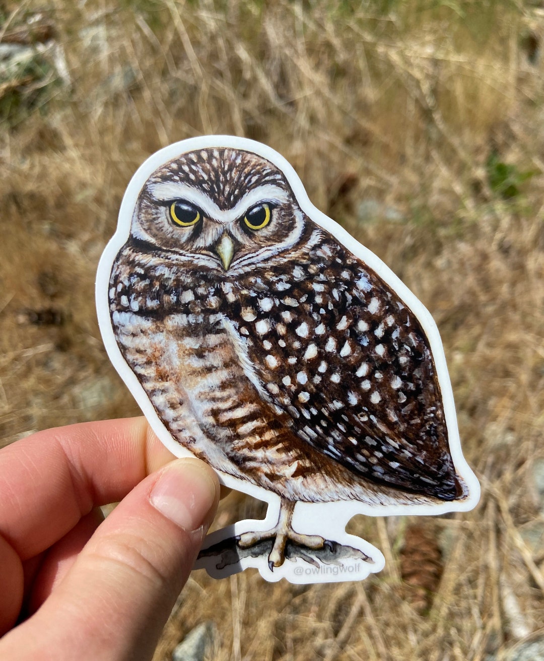 STICKER - Burrowing Owl - Etsy