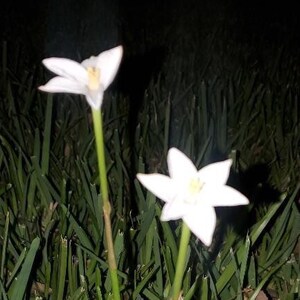 SEEDS Rain Lily Flor De Mayito Zephyranth Cooperia Pedunculata - Etsy