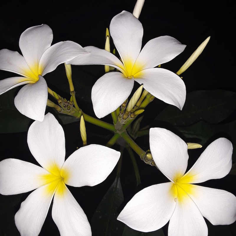 White Plumeria - Etsy