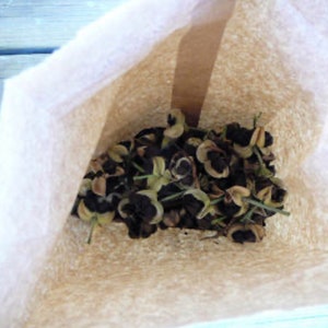 SEEDS Rain Lily Flor De Mayito Zephyranth Cooperia Pedunculata - Etsy