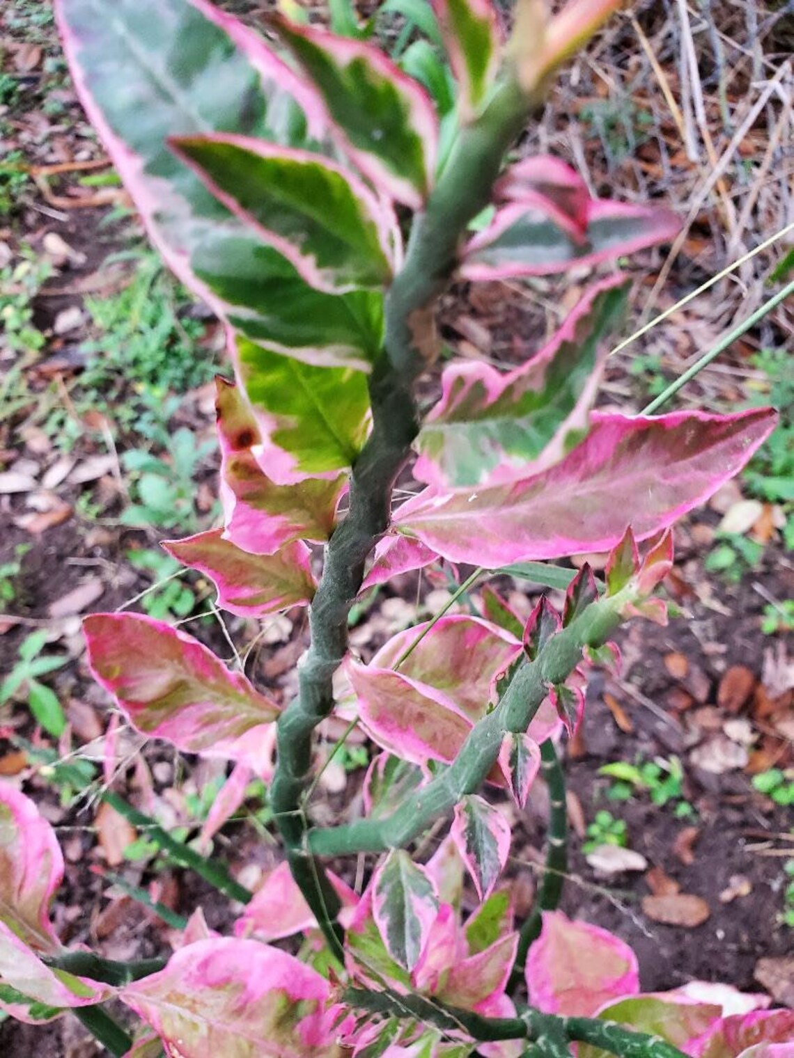 Devils Backbone Red Bird Plant Ladder Pedilanthus - Etsy