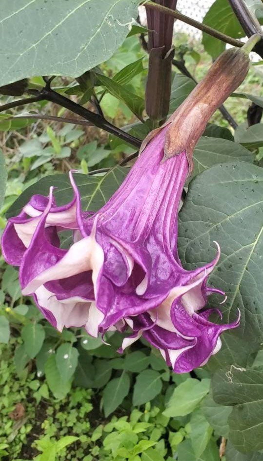 25 Seeds PURPLE DATURA Metel Fastuosa - Etsy