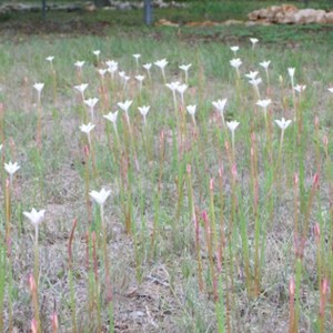 SEEDS Rain Lily Flor De Mayito Zephyranth Cooperia Pedunculata - Etsy