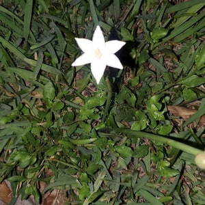 SEEDS Rain Lily Flor De Mayito Zephyranth Cooperia Pedunculata - Etsy