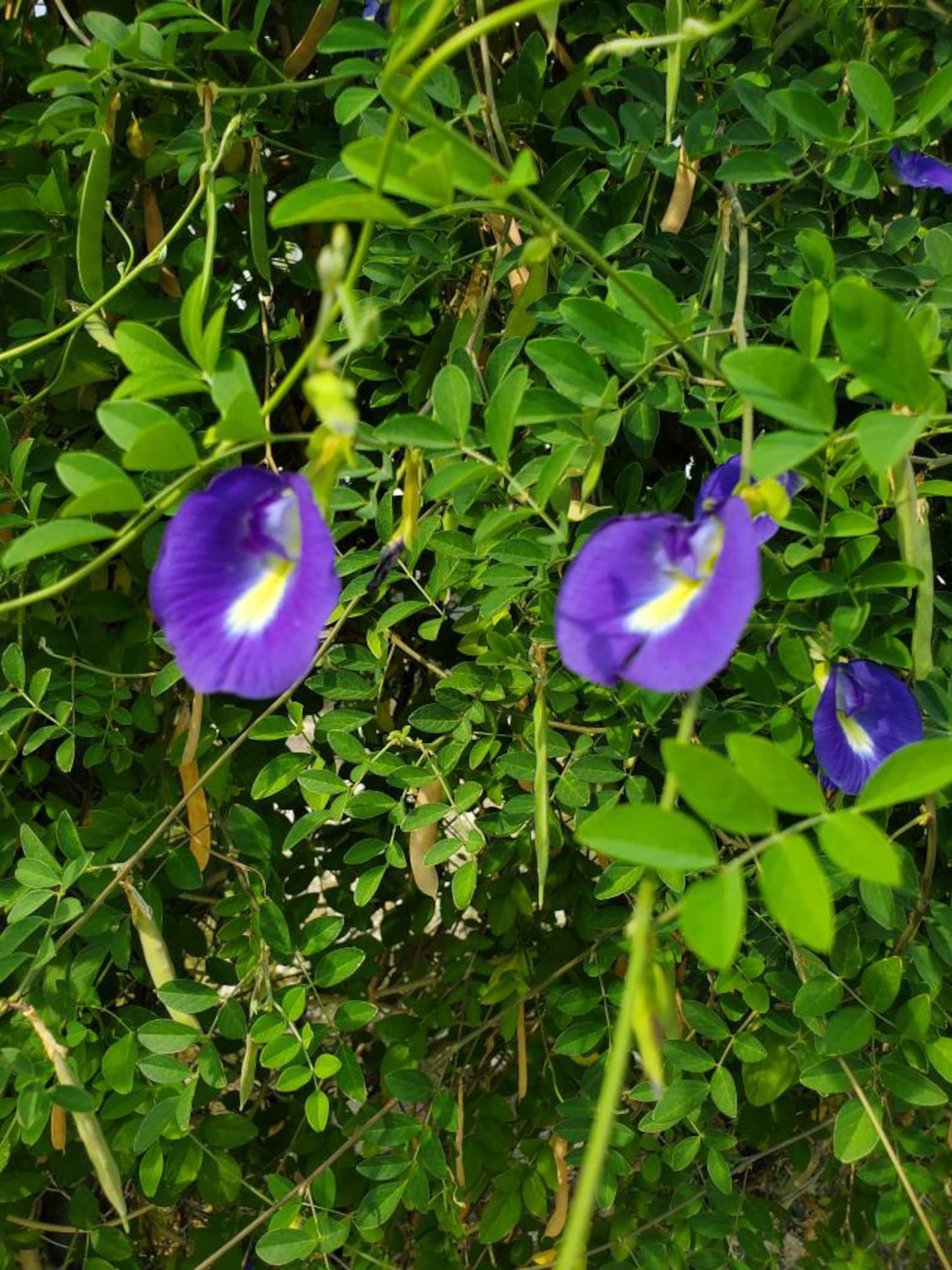 Butterfly Pea Blue Darwin Pea Vine – Clitoria Ternatea – Pigeon Wings ...