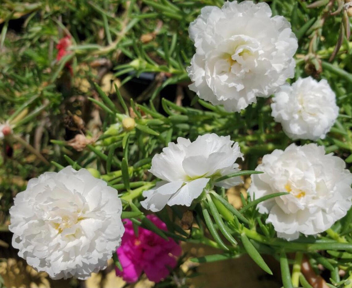 WHITE Grandiflora Portulaca Table Moss Rose Flower Plant - Etsy