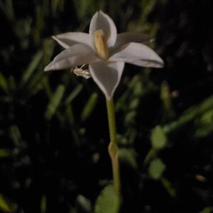 SEEDS Rain Lily Flor De Mayito Zephyranth Cooperia Pedunculata - Etsy