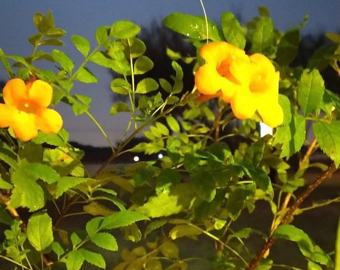 Tecoma X Orange Jubilee 'tecoma Alata' Seeds Flaming Bells, Orange ...