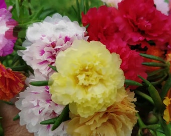 New!! Cuts of Portulaca Variety “tiara” - Etsy