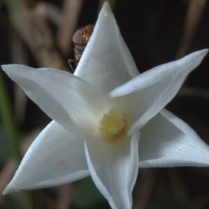 SEEDS Rain Lily Flor De Mayito Zephyranth Cooperia Pedunculata - Etsy