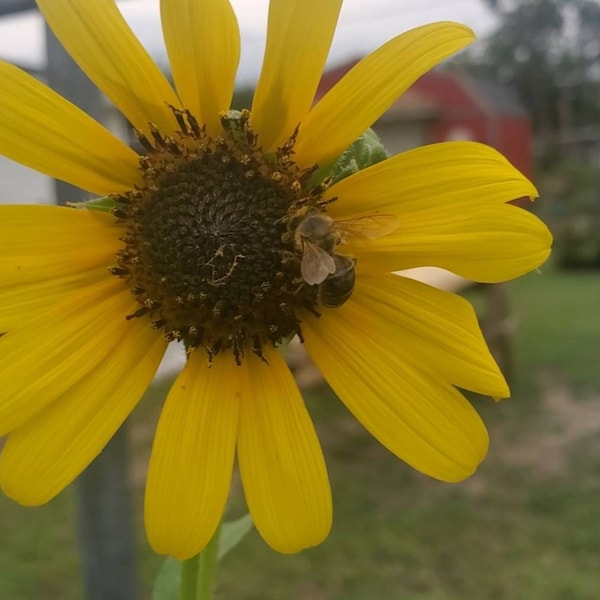 Helianthus Annuus - Etsy