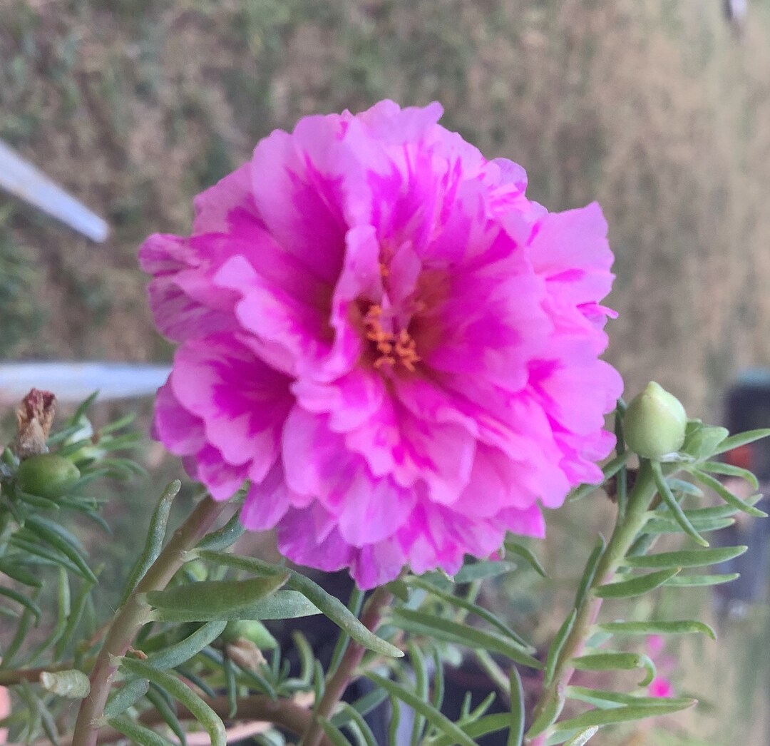 DUBBLE BUBBLE Lavender Pink Grandiflora Portulaca Table Moss Rose ...