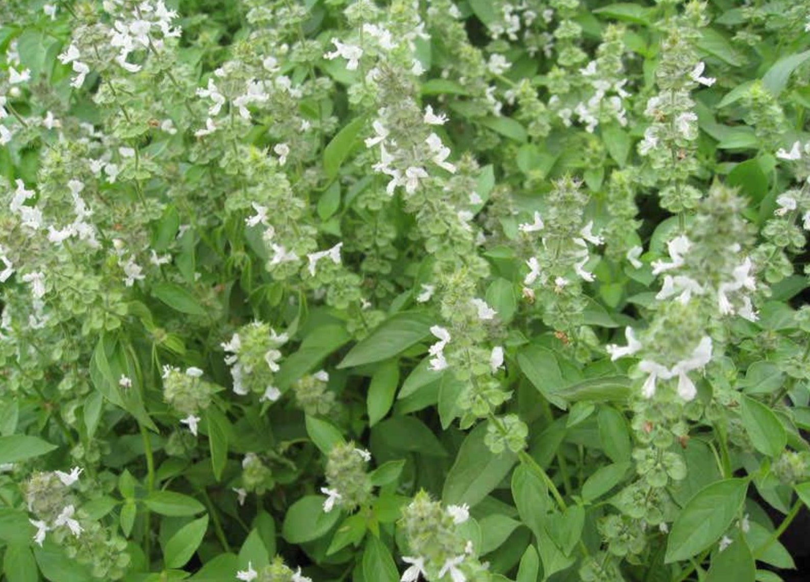 SEEDS Sweet Basil Albahaca Ocimum Basilicum White or Purple - Etsy