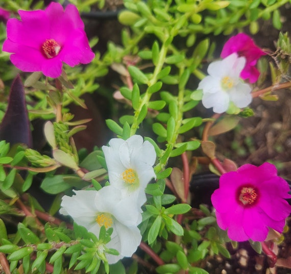 Portulaca As Ground Cover Portulaca Grandiflora Rose Moss, Purslane
