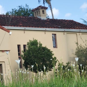 SEEDS Rain Lily Flor De Mayito Zephyranth Cooperia Pedunculata - Etsy