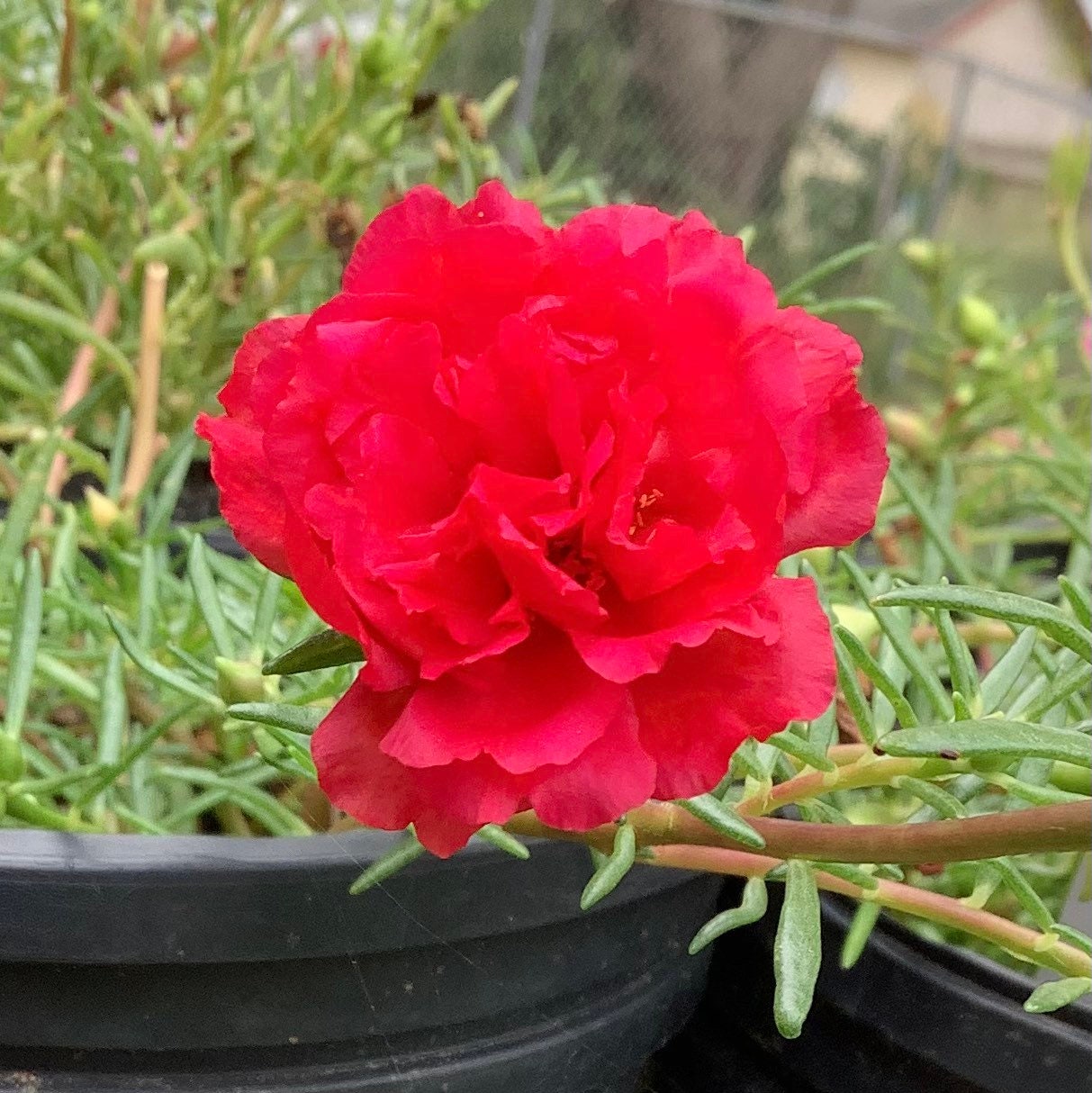 Red Portulaca Grandiflora