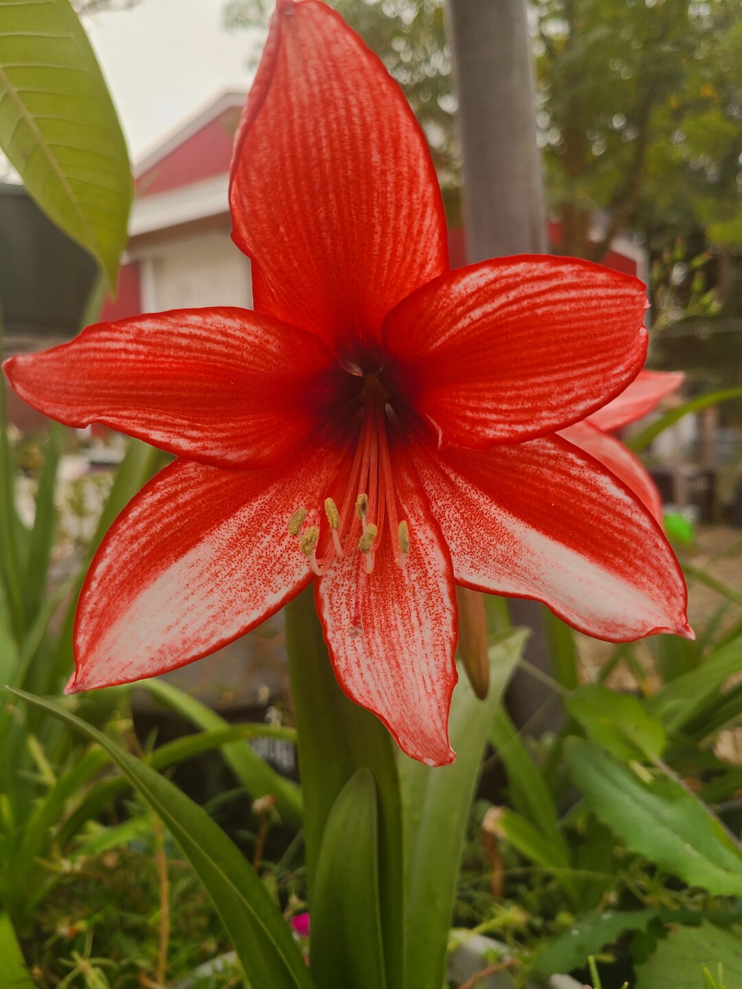 CHARISMA Red With White Stained Petals Amaryllis - Etsy